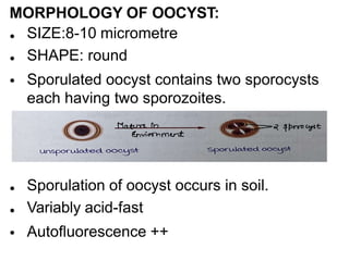 coccidian parasite 3 parasitology - MICROBIOLOGY | PPTX