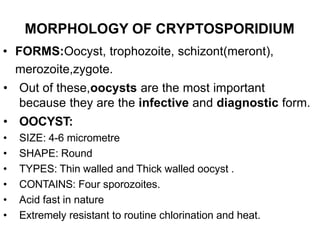 coccidian parasite 3 parasitology - MICROBIOLOGY | PPTX