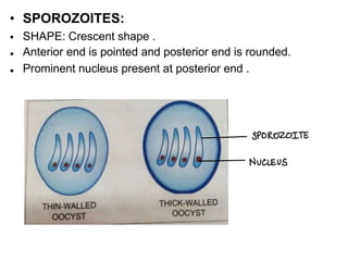 coccidian parasite 3 parasitology - MICROBIOLOGY | PPTX