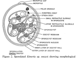 Cryptosporidium Parvum Oocyst