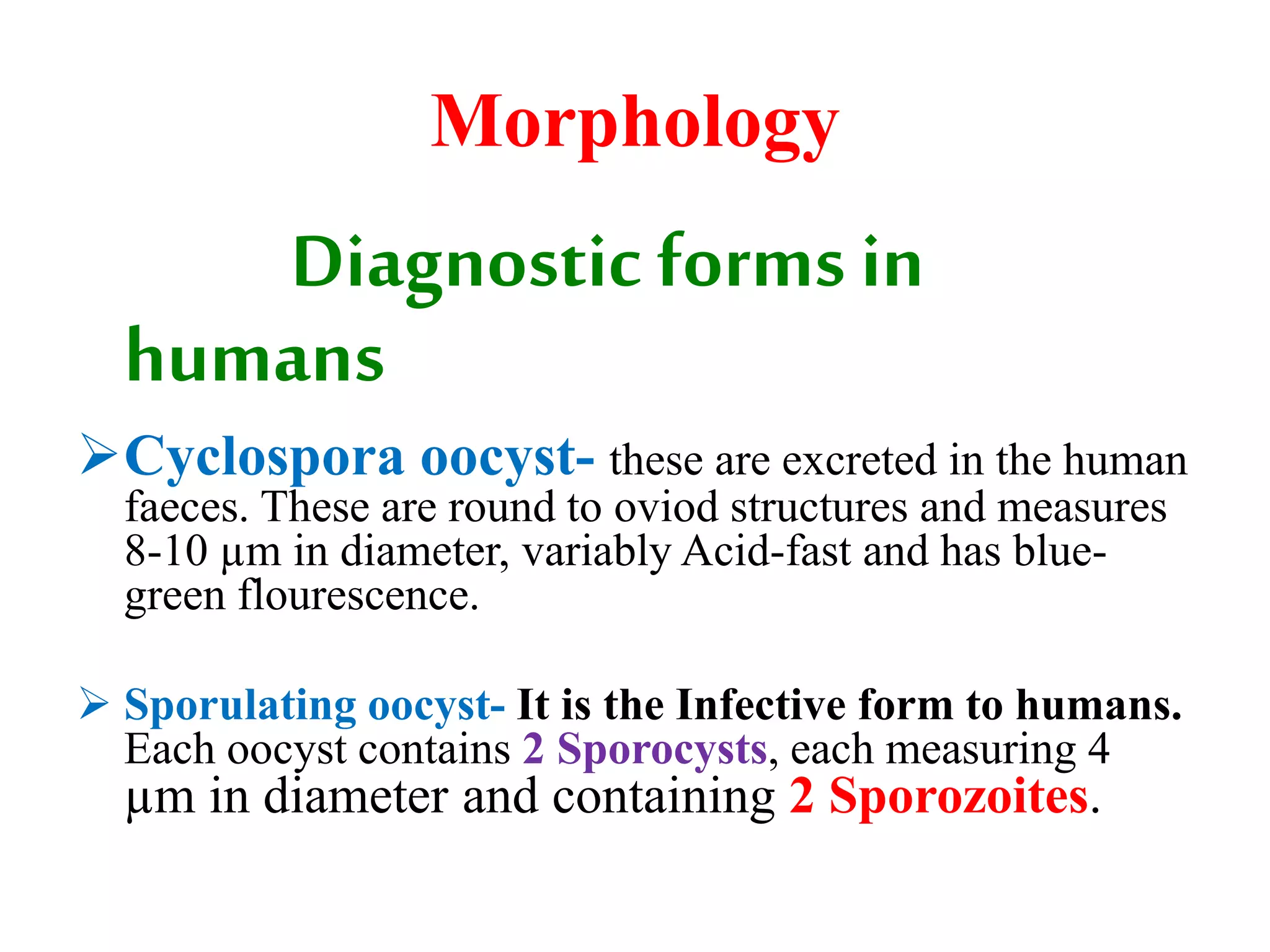 Coccidian parasites -Cyclospora cayetanensis | PPTX