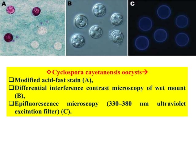 Coccidian parasites -Cyclospora cayetanensis | PPTX