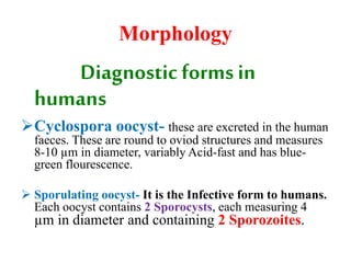 Coccidian parasites -Cyclospora cayetanensis | PPTX