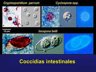 Coccidias Instestinales.ppt