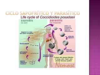 Coccidioidomicosis | PPT