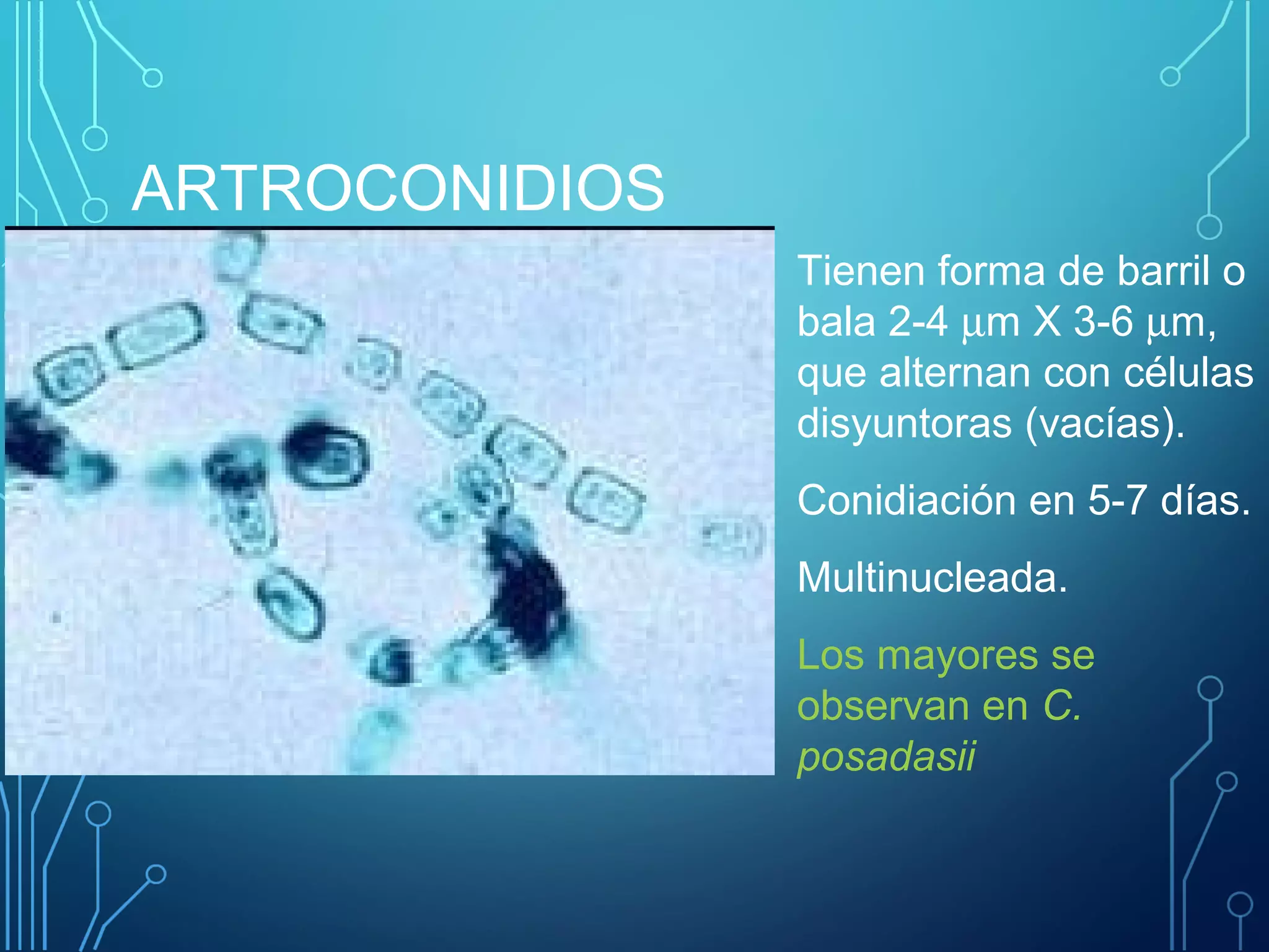 Coccidioidomicosis | PPT
