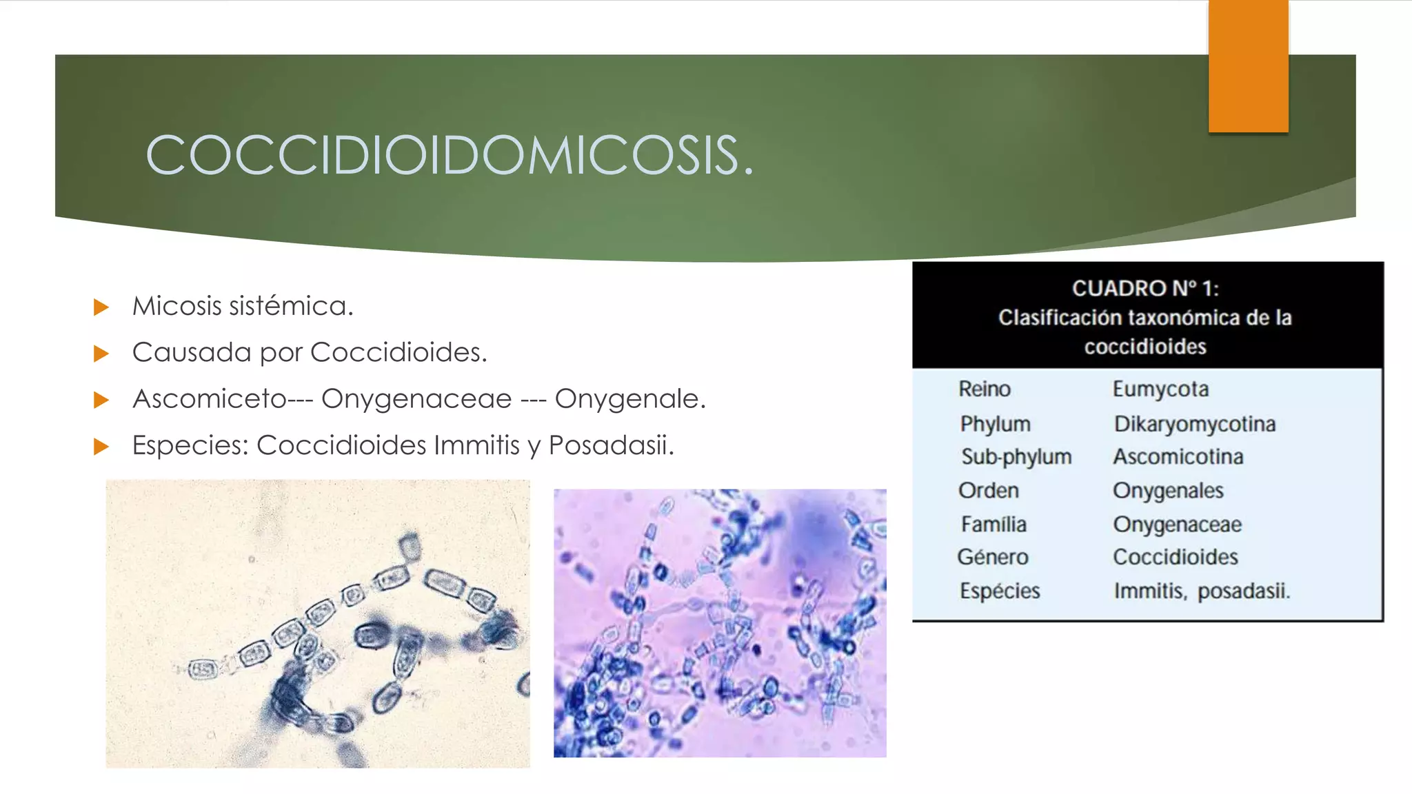 Coccidioidomicosis (Infección causada por hongos) | PPTX