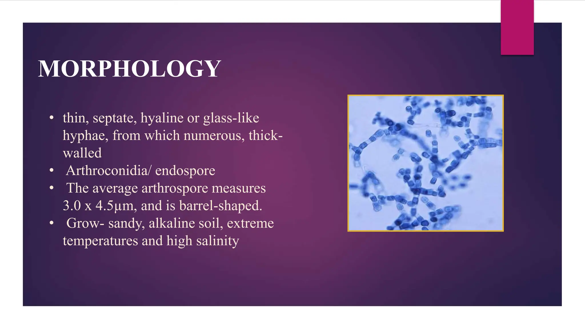 Understanding Coccidioidomycosis: Causes, Symptoms, and Treatment. | PPTX