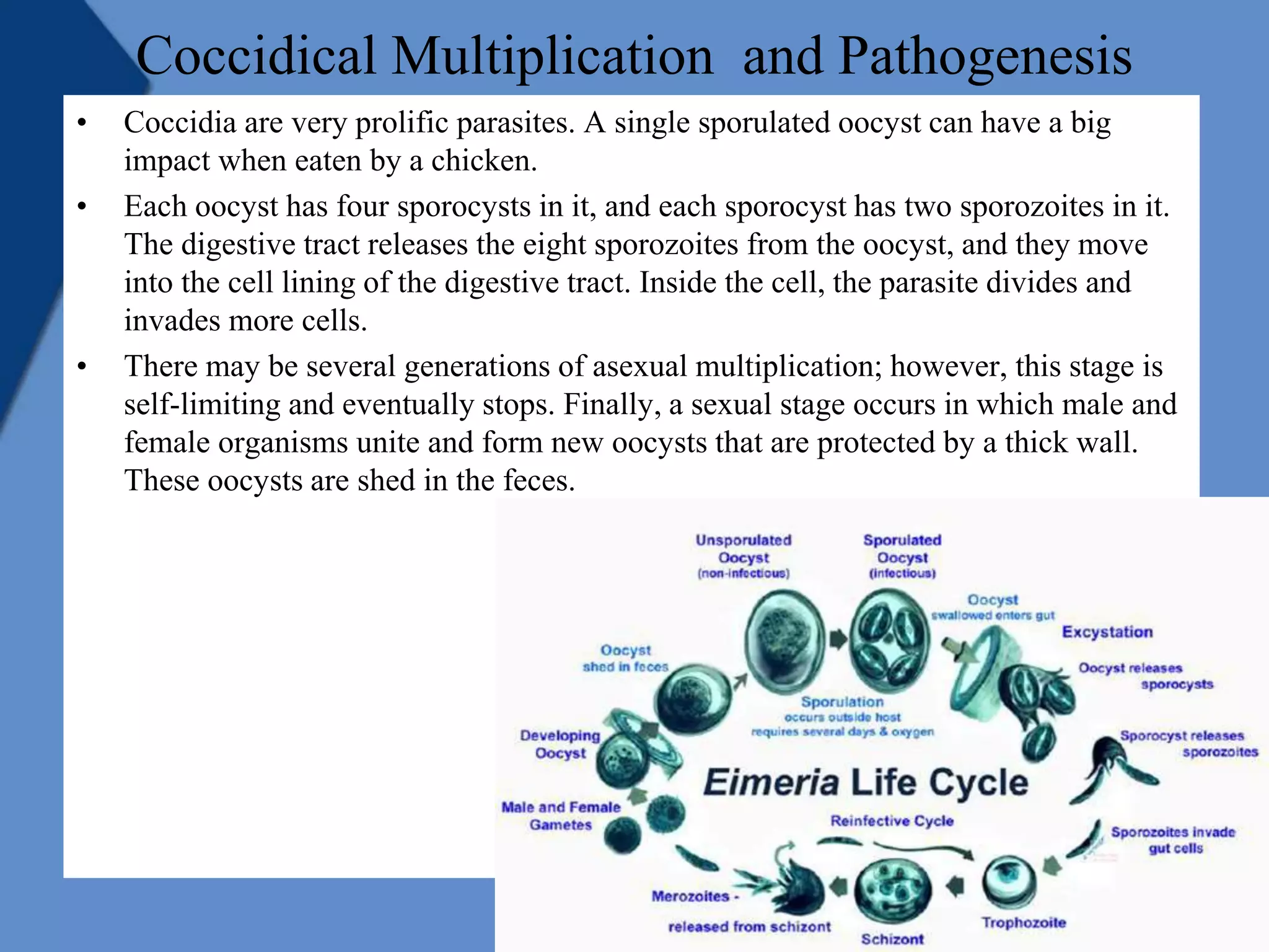 Coccidiois poultry | PPT