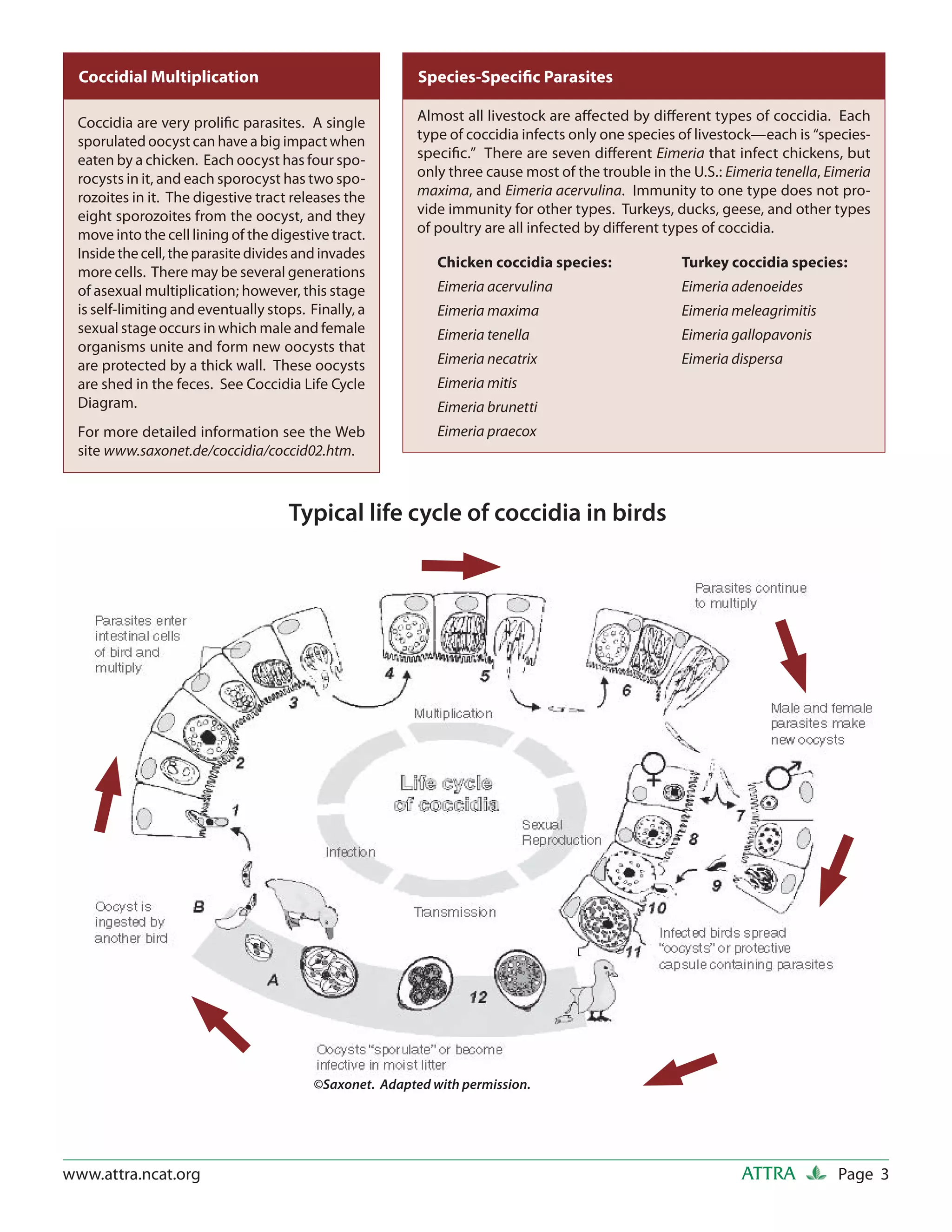 Parasite Management for Natural and Organic Poultry: Coccidiosis | PDF