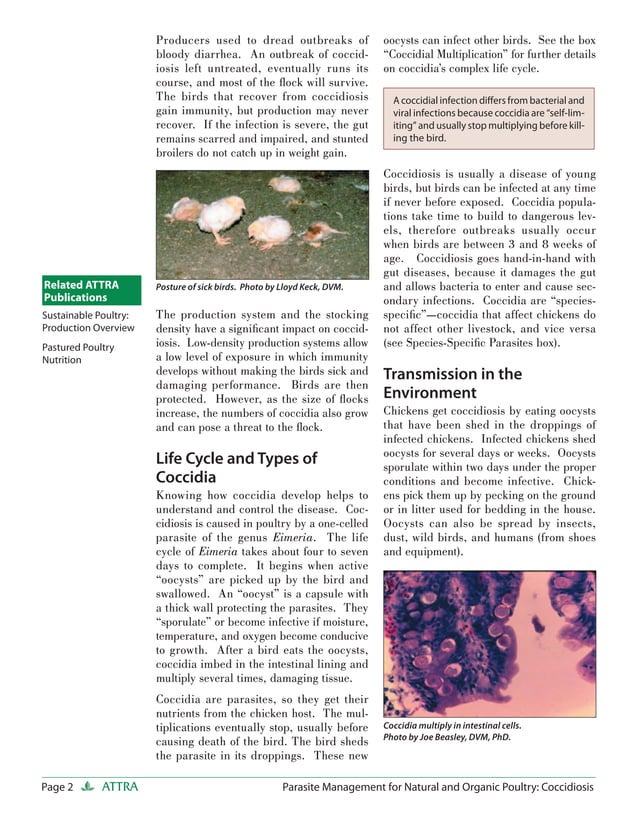 Parasite Management for Natural and Organic Poultry: Coccidiosis | PDF
