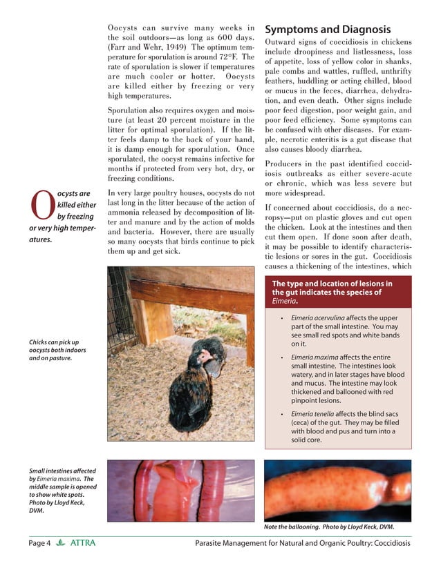 Parasite Management for Natural and Organic Poultry: Coccidiosis | PDF