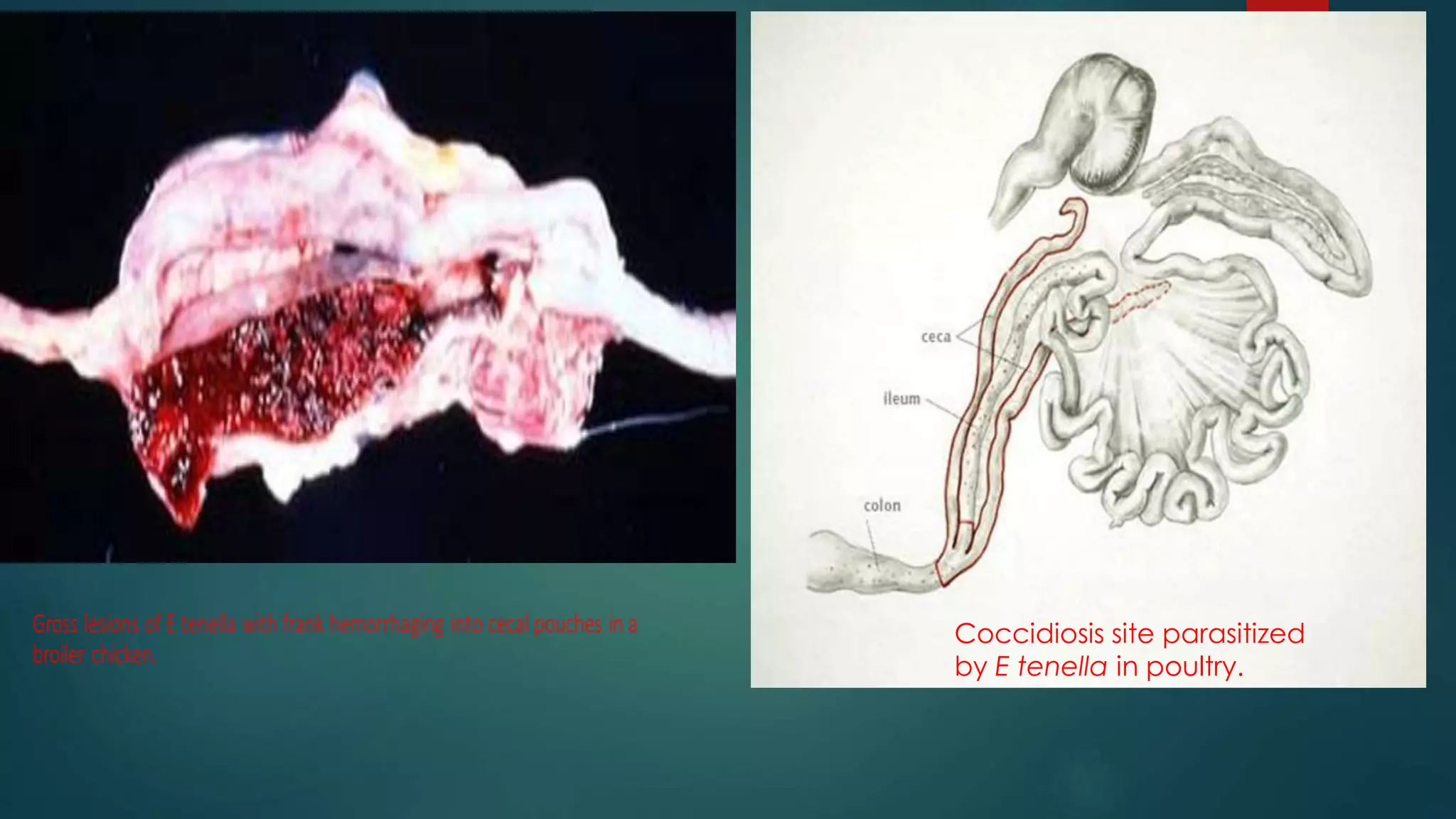 Coccidiosis in poultry | PPTX