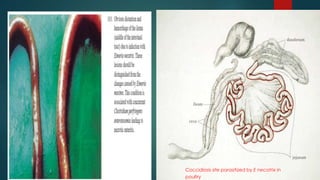 Coccidiosis in poultry | PPTX