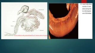 Coccidiosis in poultry | PPTX