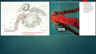 Coccidiosis in poultry | PPTX