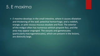 Coccidiosis in poultry | PPTX