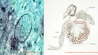 Coccidiosis in poultry | PPTX