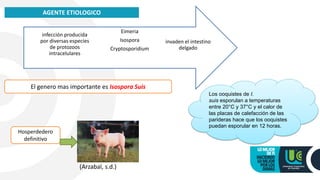 Coccidiosis Porcina | PDF