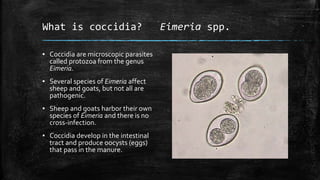 Coccidiosis | PPTX