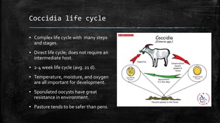 Coccidiosis | PPTX