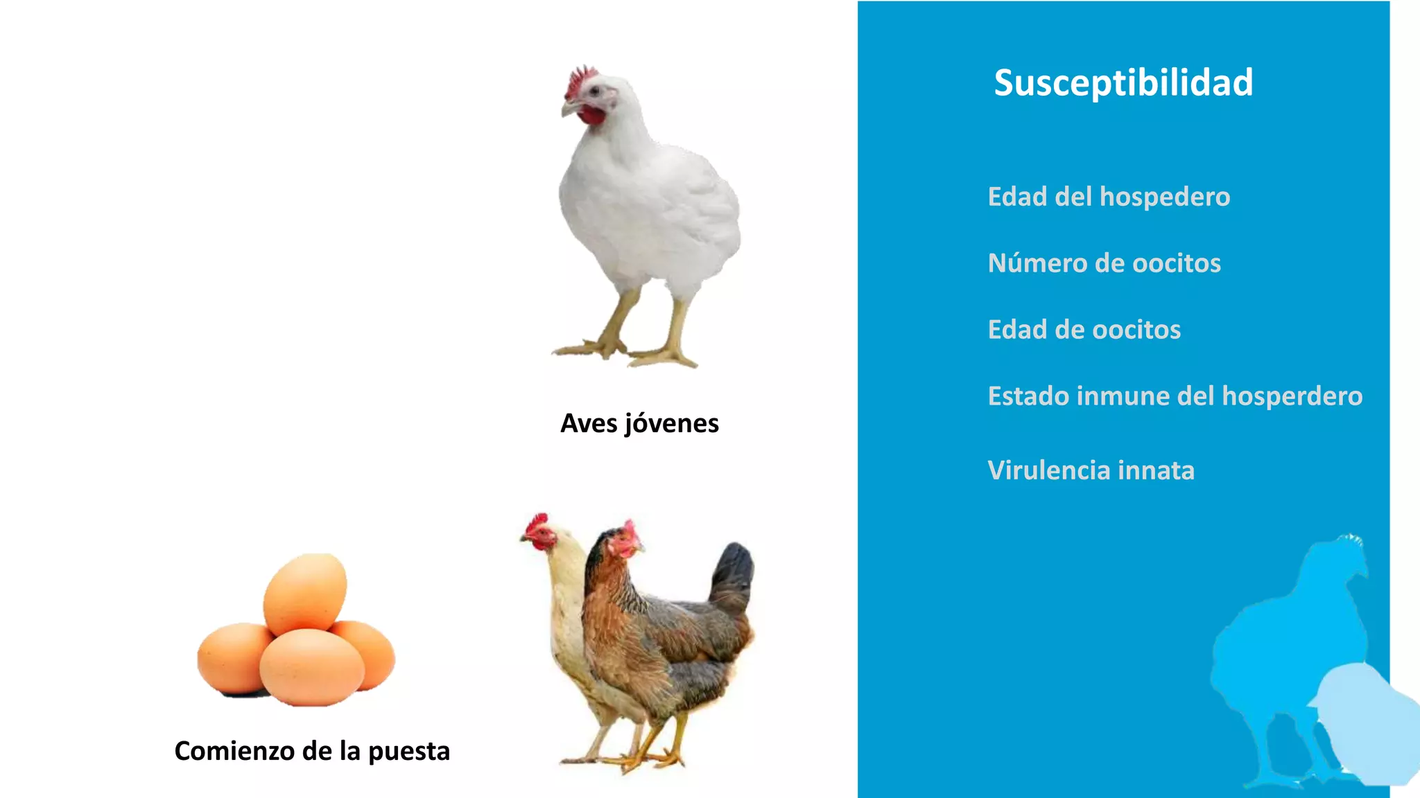 Coccidiosis aviar | PPTX