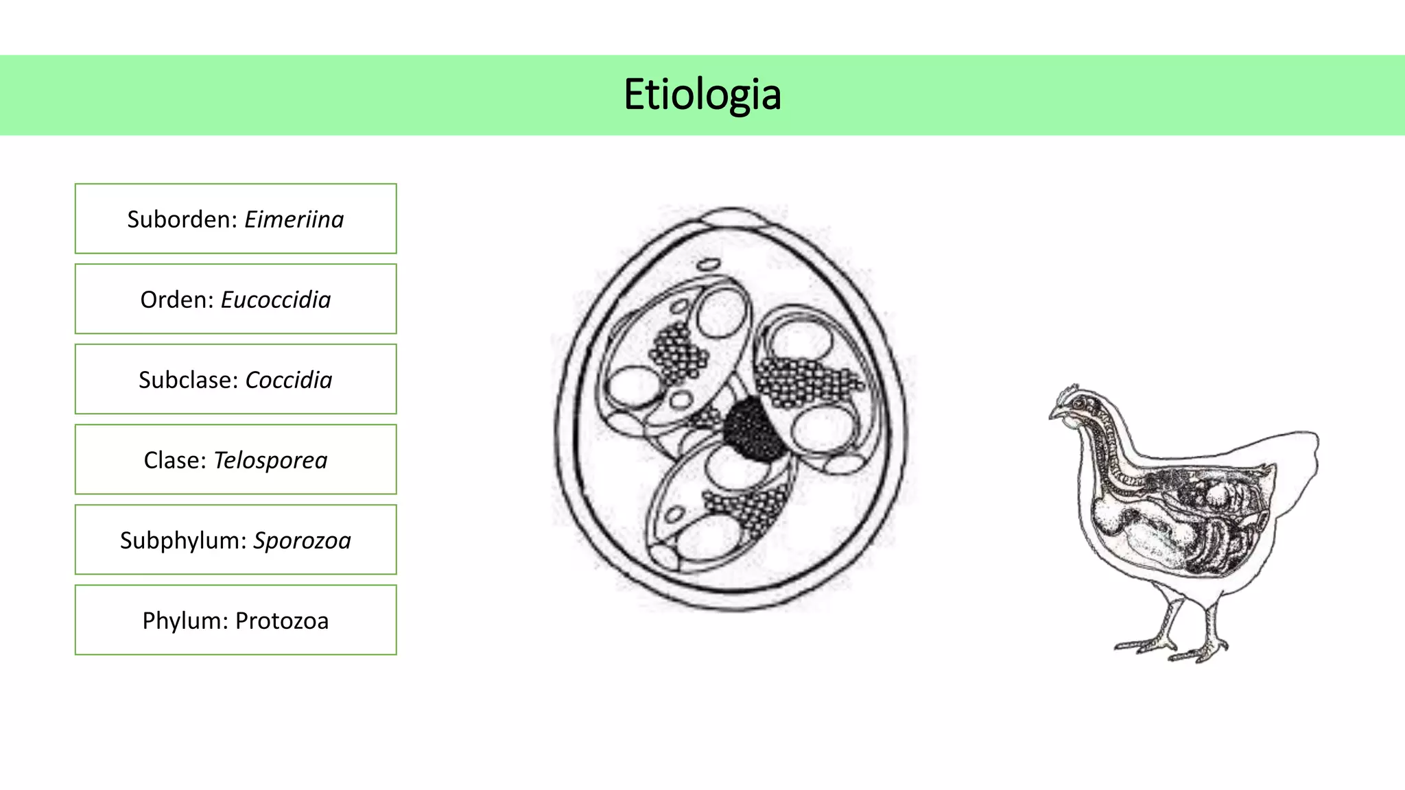 Coccidiosis aviar | PPTX