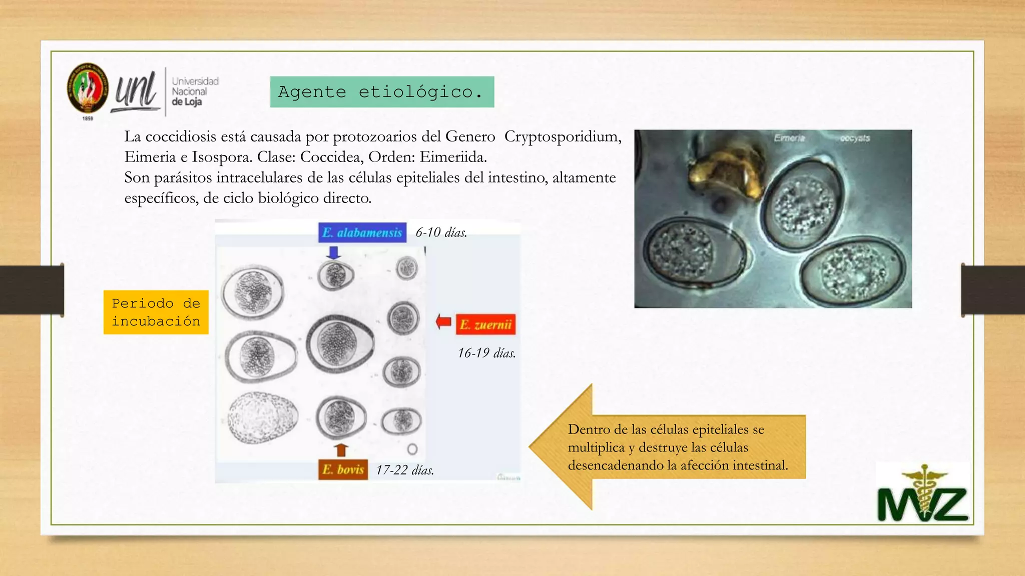 Coccidiosis Bovina | PPTX