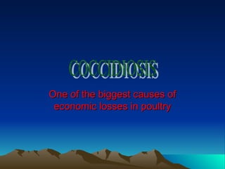 -Coccidiosis in poultry birds , etiology clinical signs and diagnosis | PPT