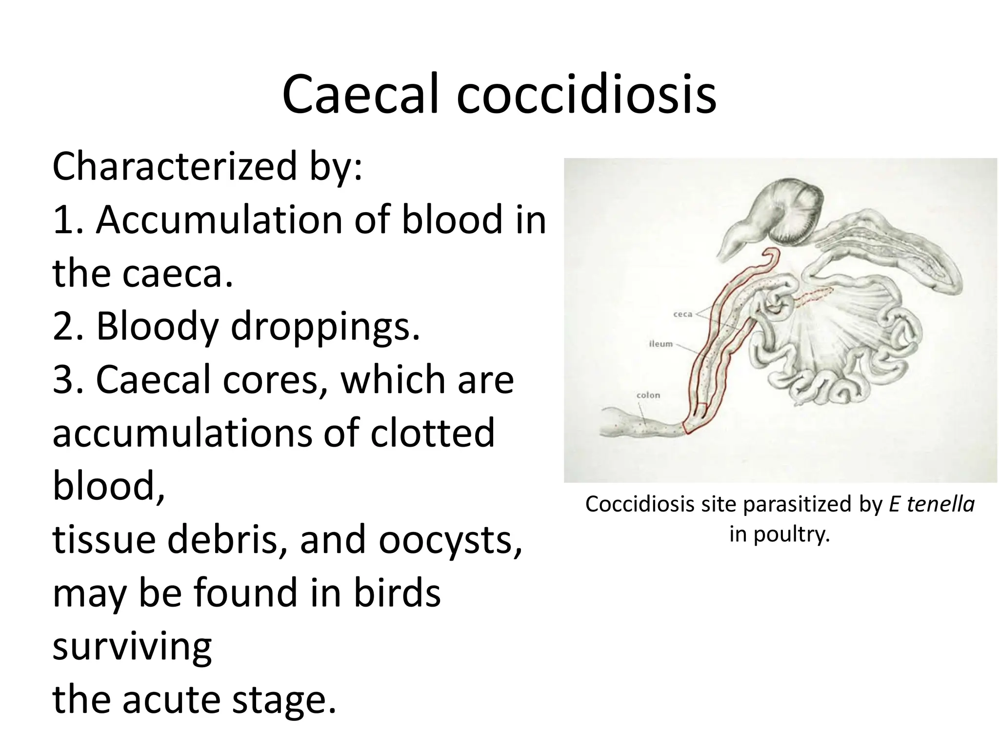 coccidiosis-in-poultry-ppt.pdfcoccidiosis-in-poultry-ppt.pdf.coccidiosis-in-poultry-ppt ...