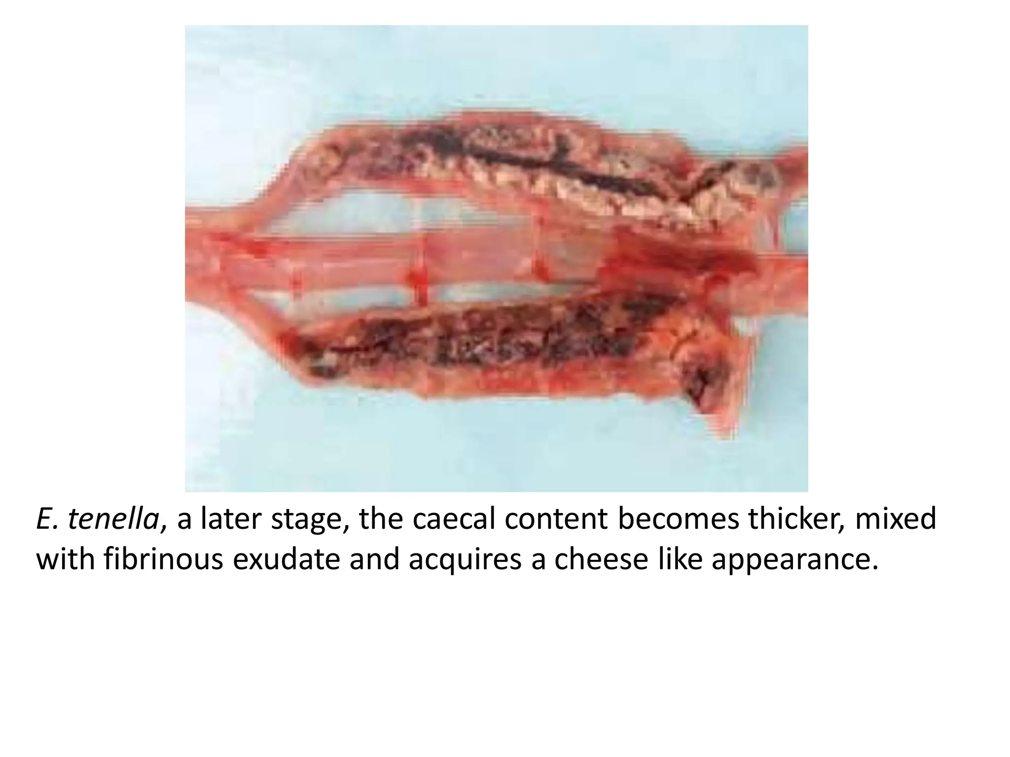 coccidiosis-in-poultry-ppt.pdfcoccidiosis-in-poultry-ppt.pdf ...