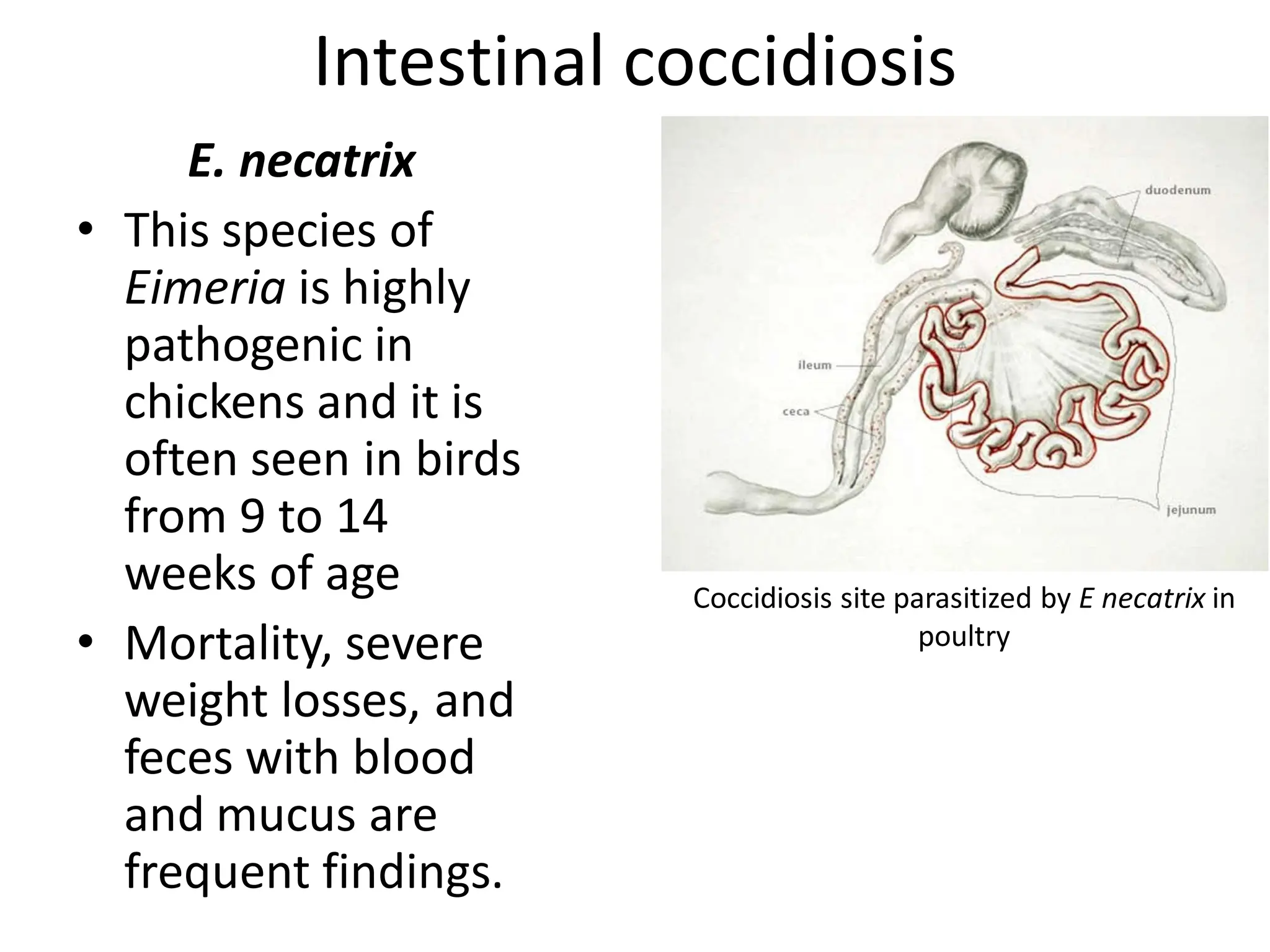 coccidiosis-in-poultry-ppt.pdfcoccidiosis-in-poultry-ppt.pdf ...