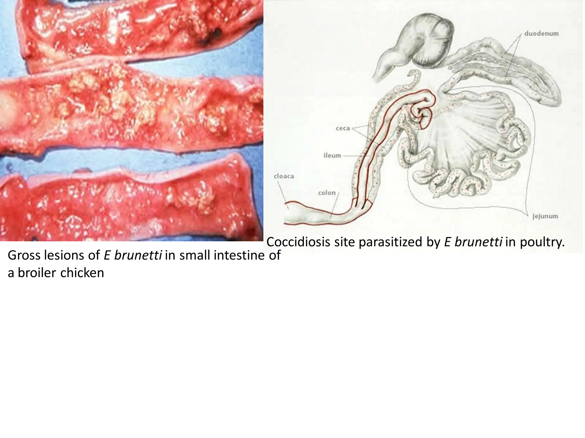 coccidiosis-in-poultry-ppt.pdfcoccidiosis-in-poultry-ppt.pdf.coccidiosis-in-poultry-ppt ...