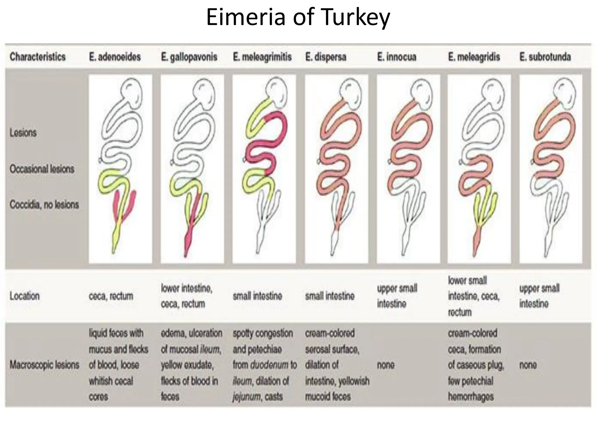 coccidiosis-in-poultry-ppt.pdfcoccidiosis-in-poultry-ppt.pdf ...
