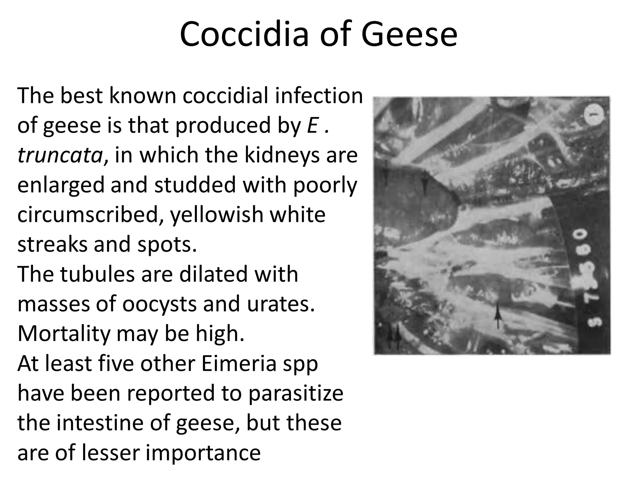 coccidiosis-in-poultry-ppt.pdfcoccidiosis-in-poultry-ppt.pdf ...