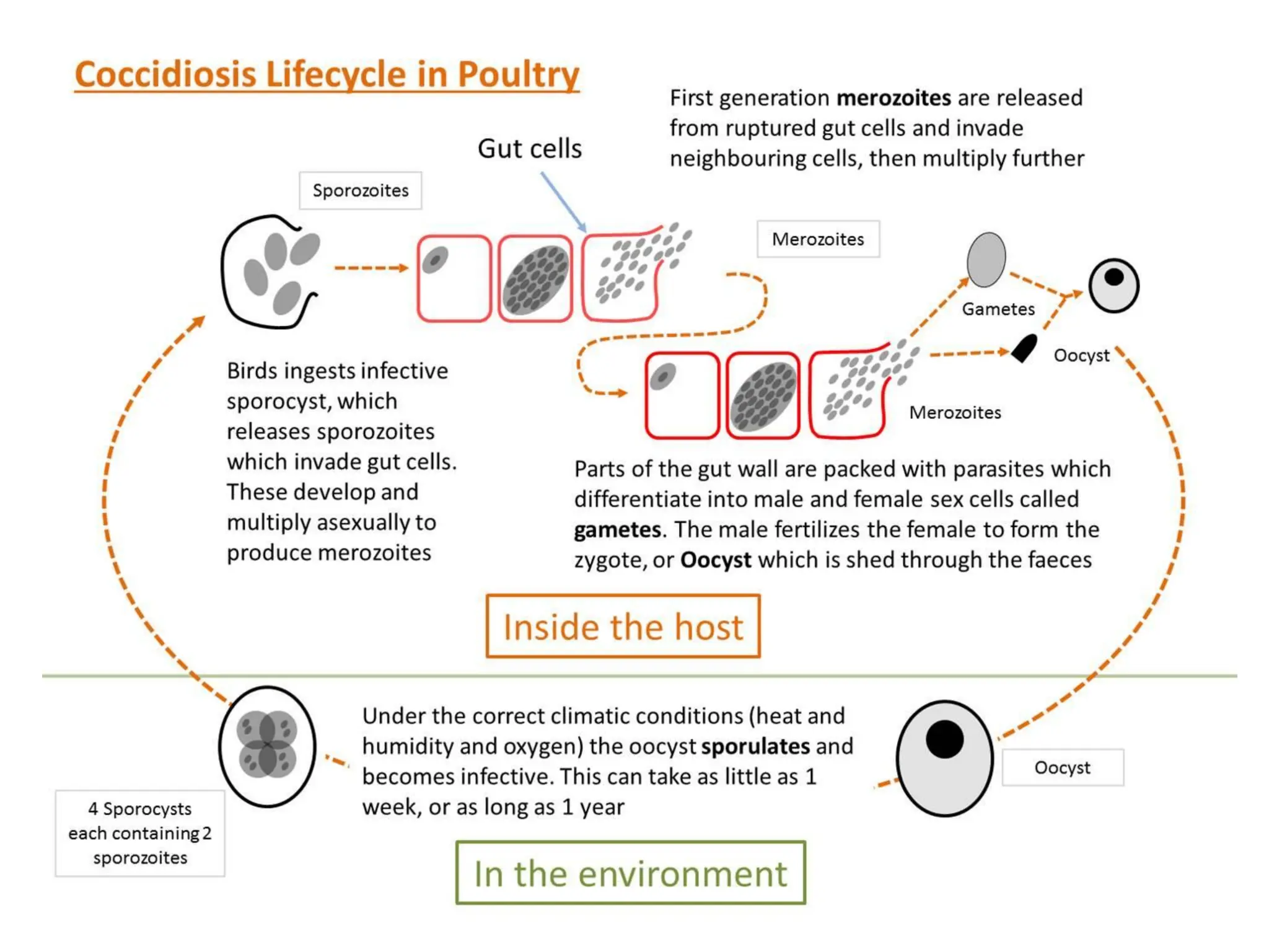 coccidiosis-in-poultry-ppt.pdfcoccidiosis-in-poultry-ppt.pdf.coccidiosis-in-poultry-ppt ...