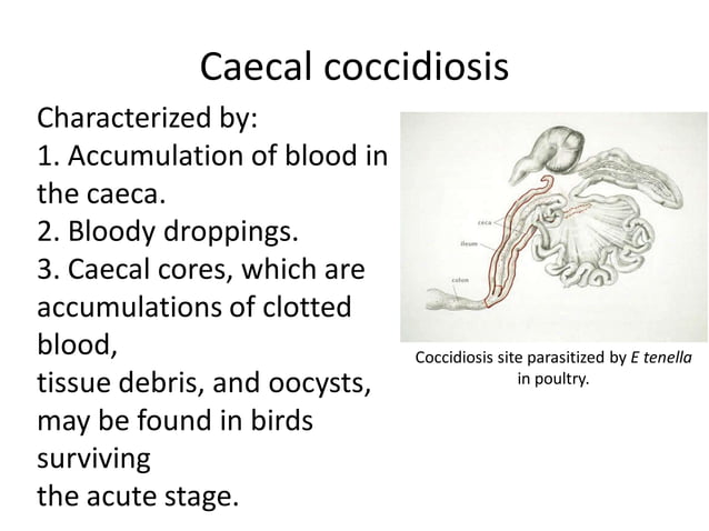 coccidiosis-in-poultry-ppt.pdfcoccidiosis-in-poultry-ppt.pdf ...