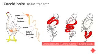 Coccidiosis and Anticoccidial programme | PPTX