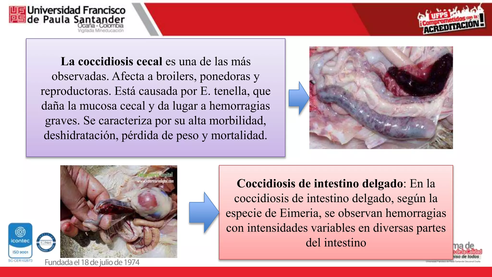 COCCIDIOSIS AVIAR.pptx