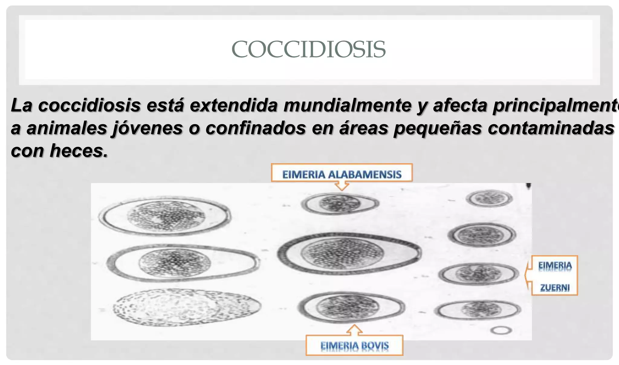 Coccidiosis bovina | PPTX