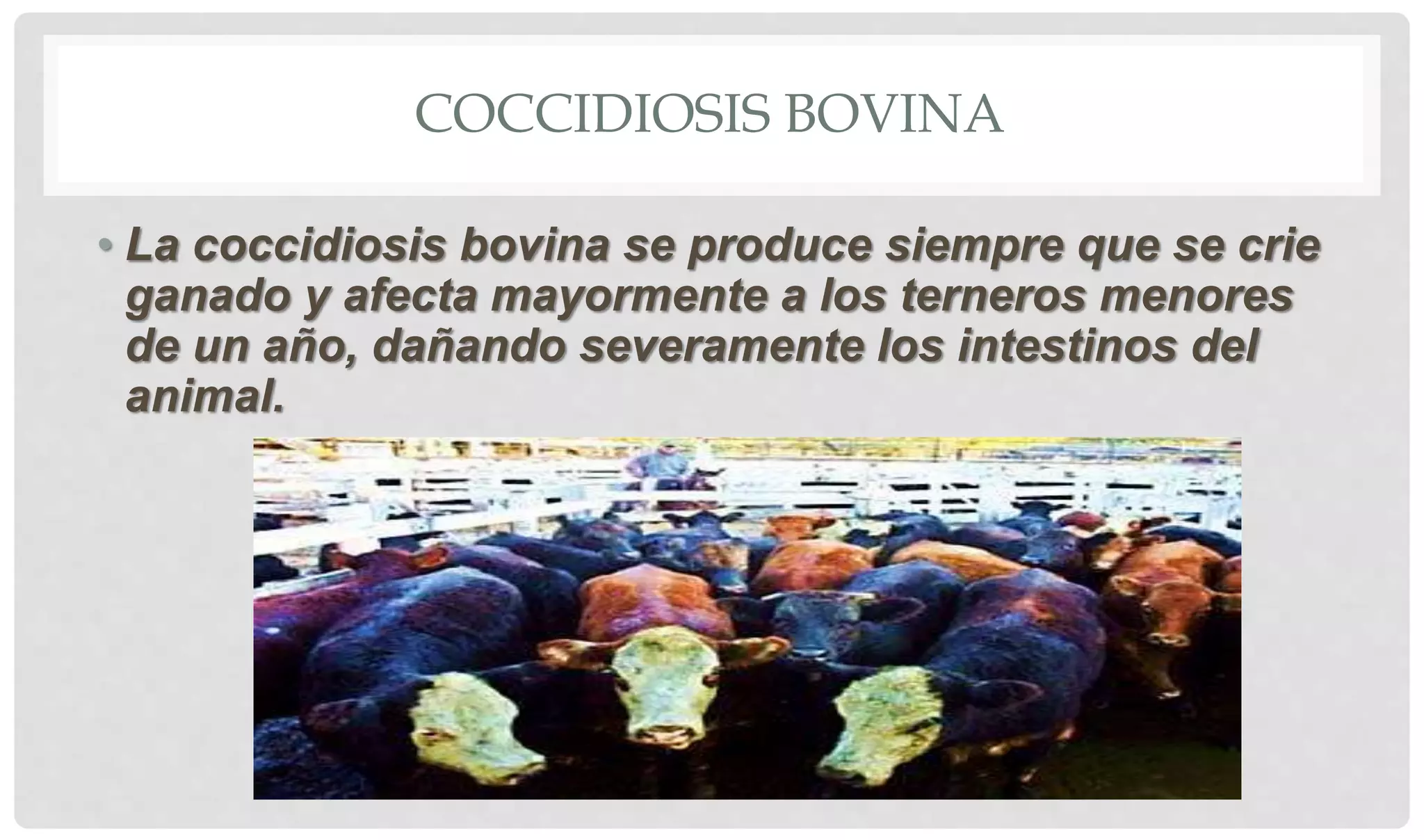 Coccidiosis bovina | PPT