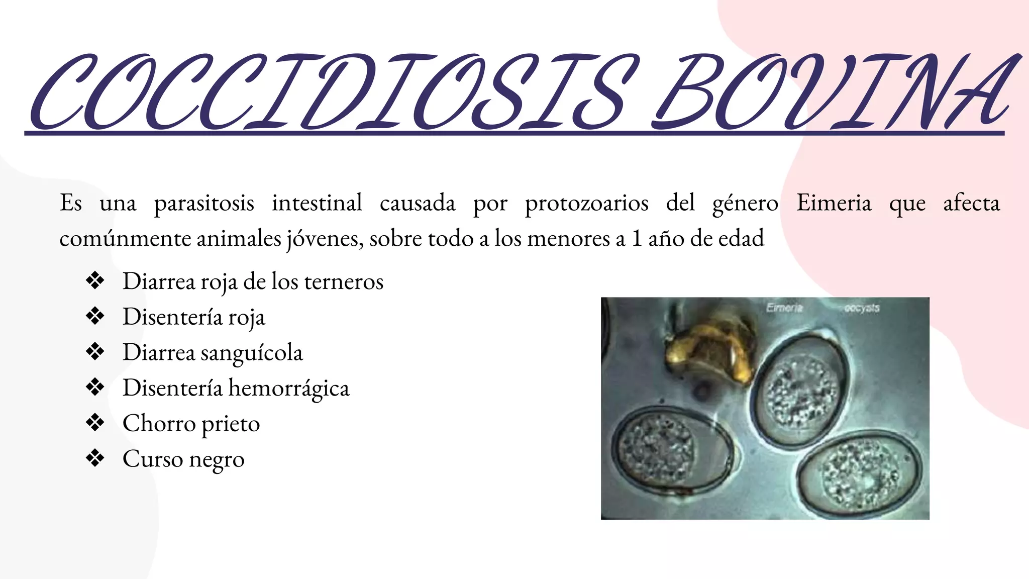 Coccidiosis bovina | PPTX