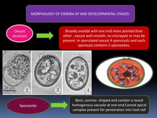 Coccidiosis in poultry | PPTX