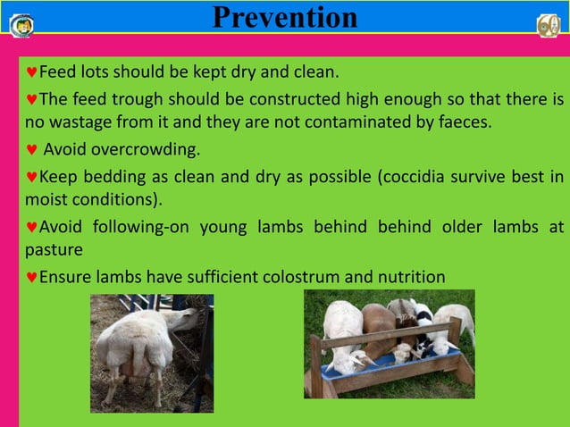 Coccidiosis in small_ruminants samuel last (1) | PPTX | Digestive ...