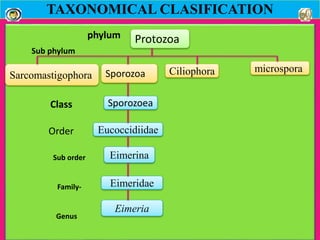 Coccidiosis in small_ruminants samuel last (1) | PPTX