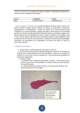 Coccidiosis intestinal en caninos | PDF