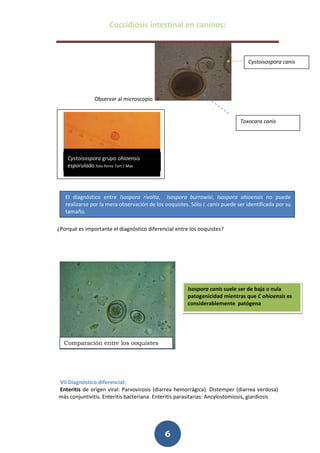 Coccidiosis intestinal en caninos | PDF
