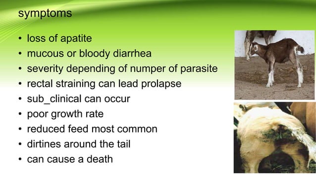 Coccidiosis small ruminants | PPTX