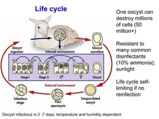 Coccidiosis | PPTX