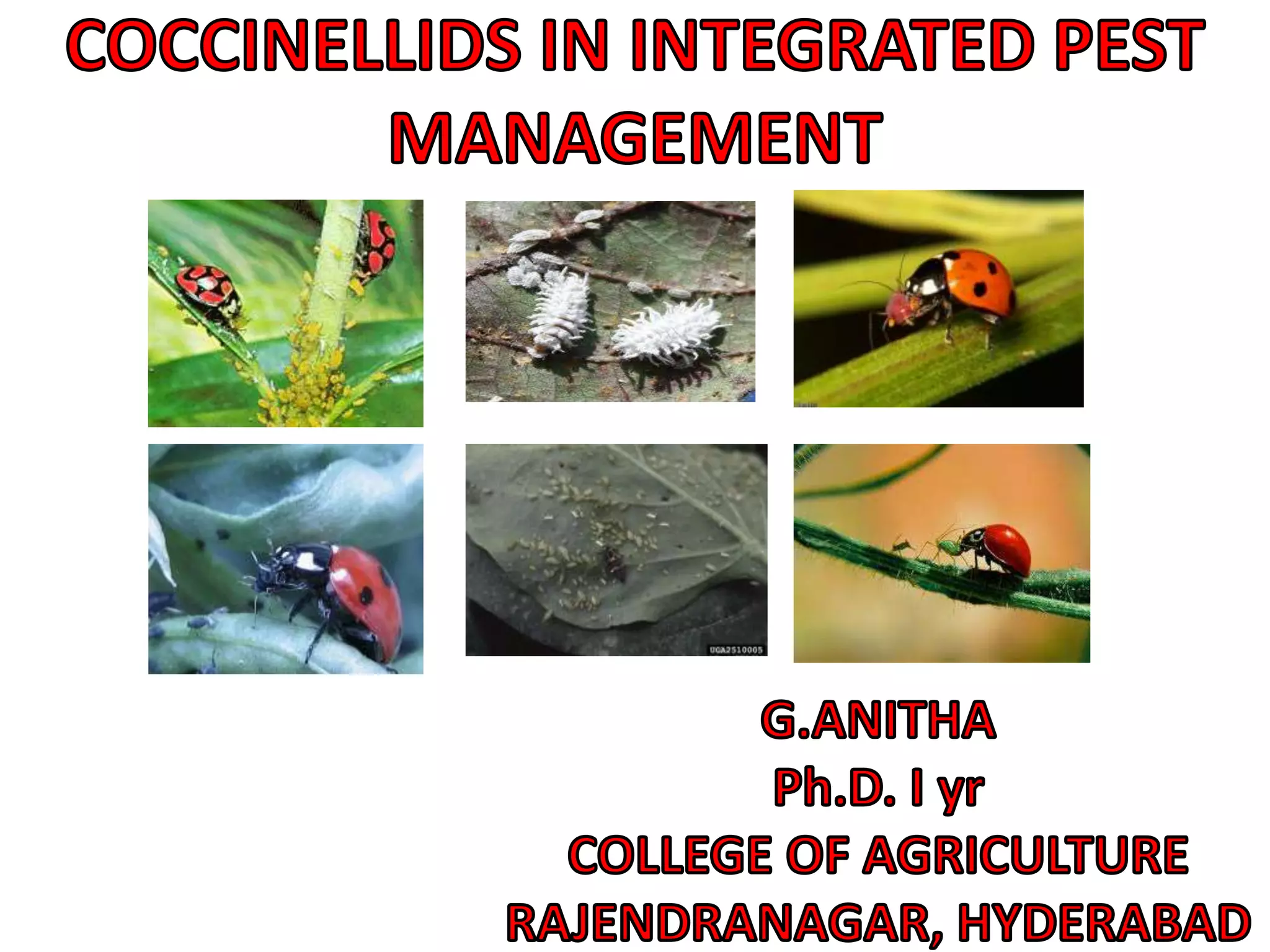 Coccinellids in integrated pest management | PPTX